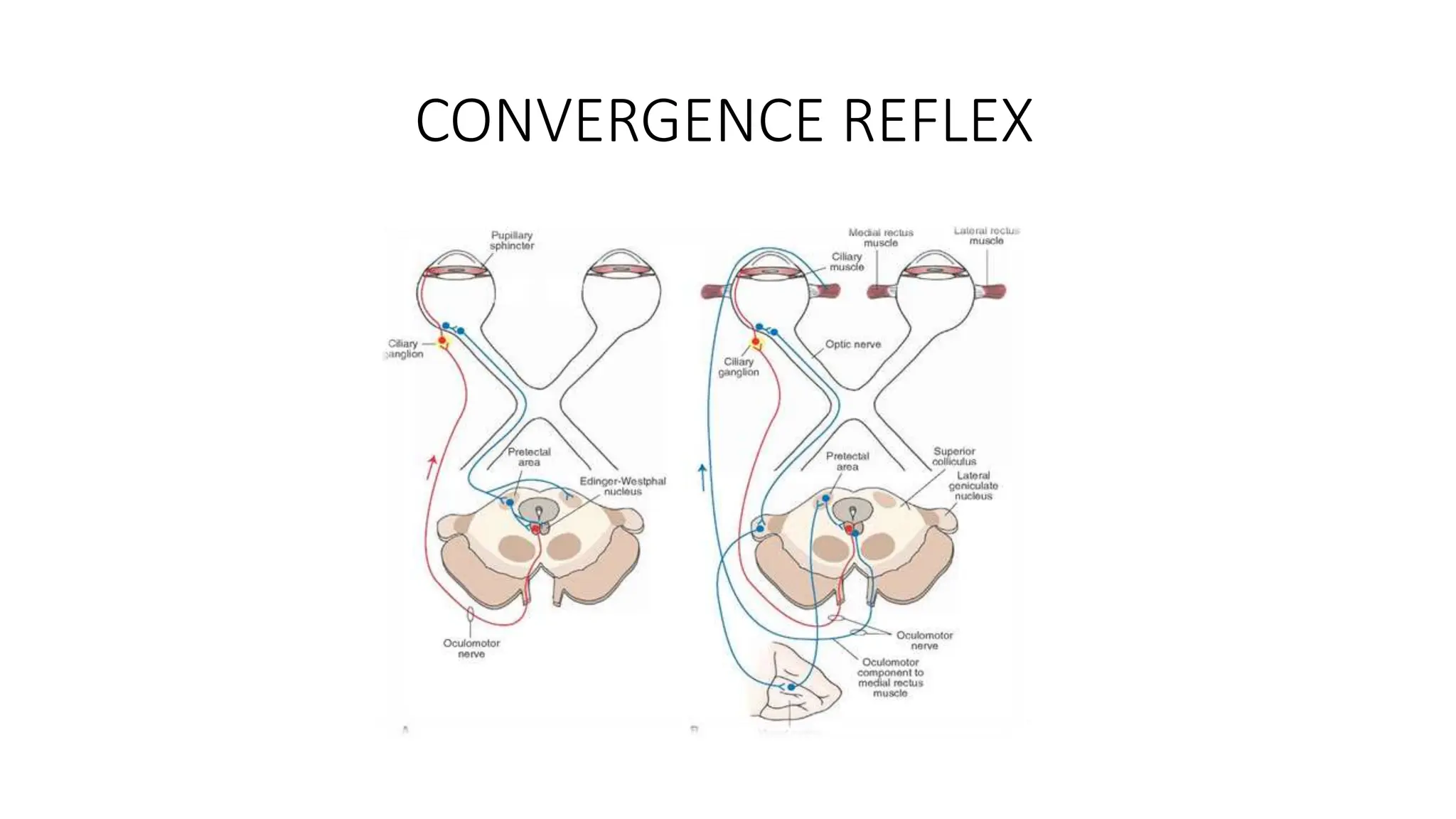 PUPILLARY ABNORMALITIES and pupillary reflexes | PPTX