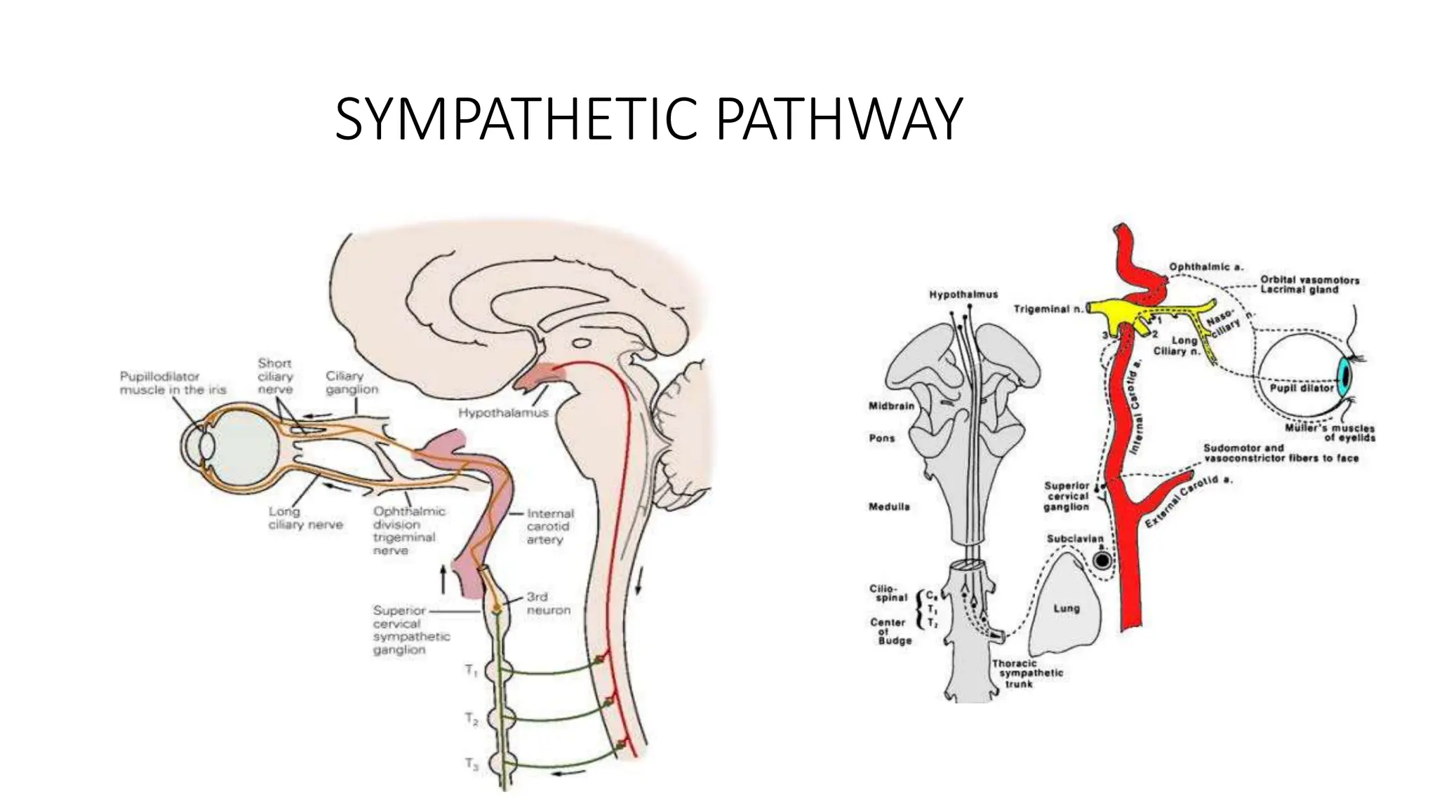 PUPILLARY ABNORMALITIES and pupillary reflexes | PPTX
