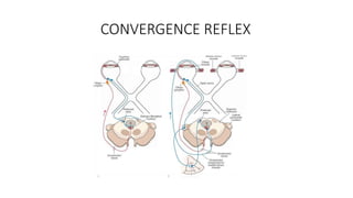 PUPILLARY ABNORMALITIES and pupillary reflexes | PPTX