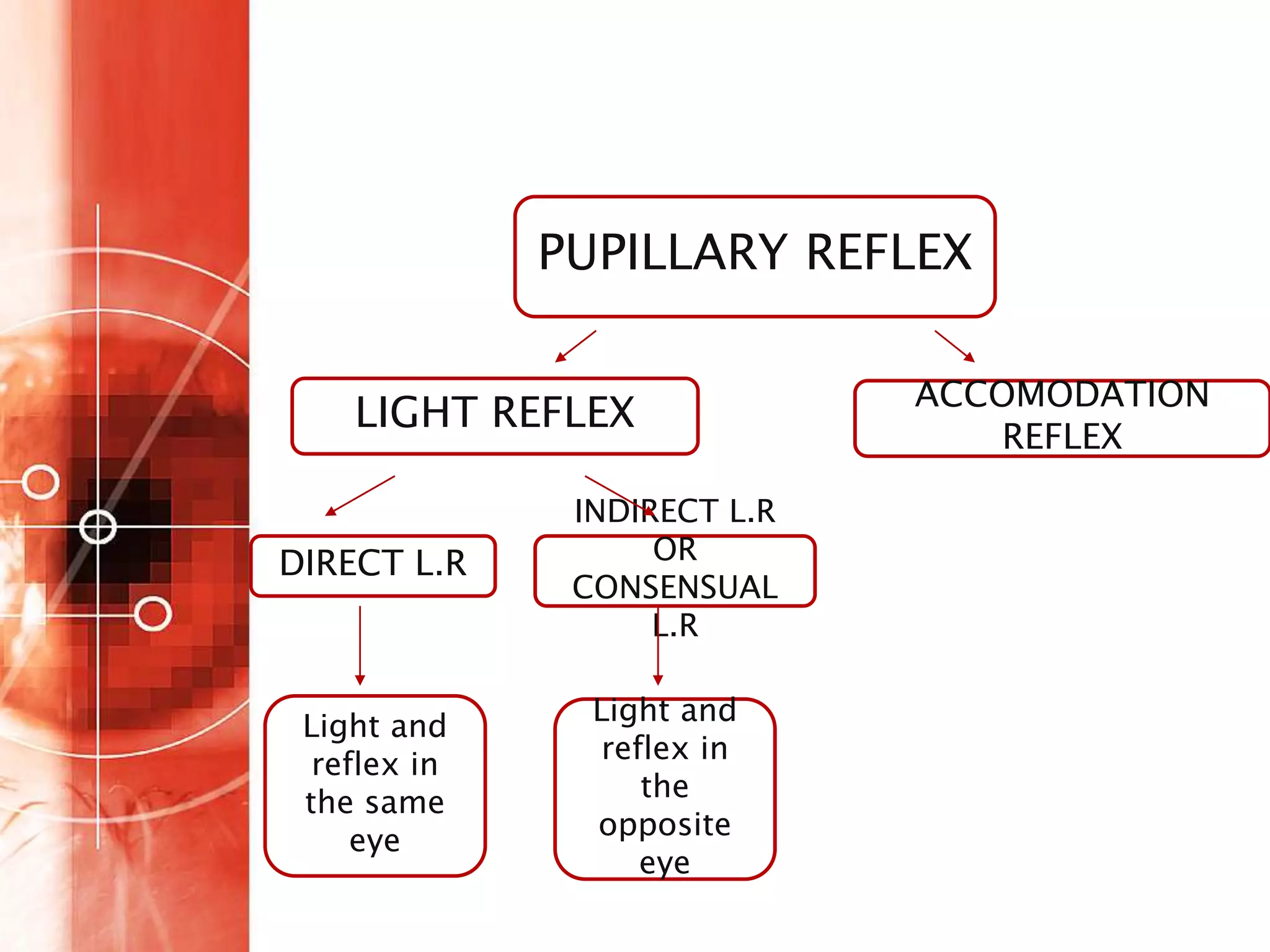 Pupillary and visual pathway | PPTX