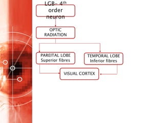 Pupillary and visual pathway | PPTX