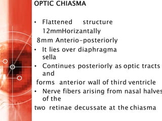 Pupillary and visual pathway | PPTX