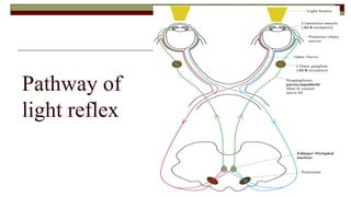 Pupillary assessment in coma patients clinical teaching | PPTX