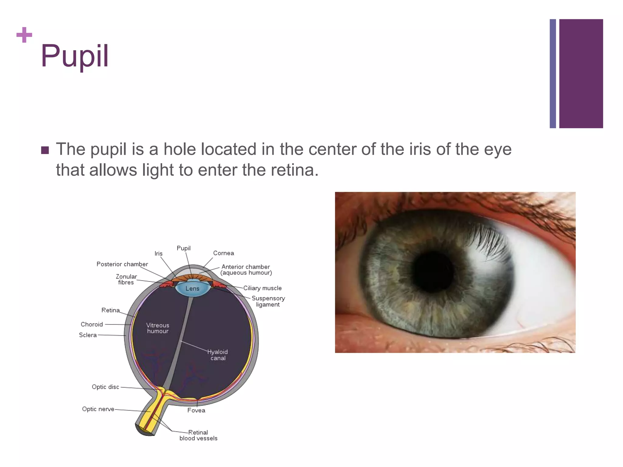 Pupillary defect | PPTX