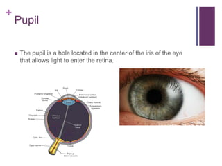 Pupillary defect | PPT