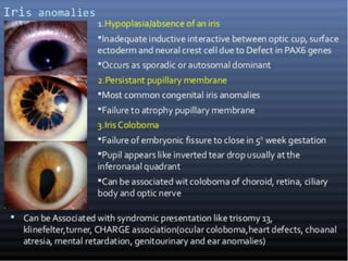 Pupillary pathway | PPTX