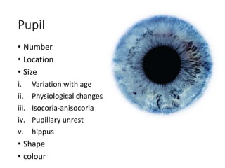 Pupillary pathway | PPTX