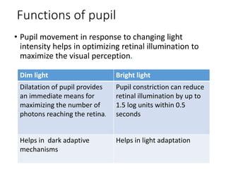 Pupillary pathway | PPT