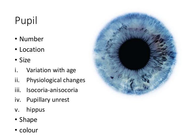 Pupillary pathway