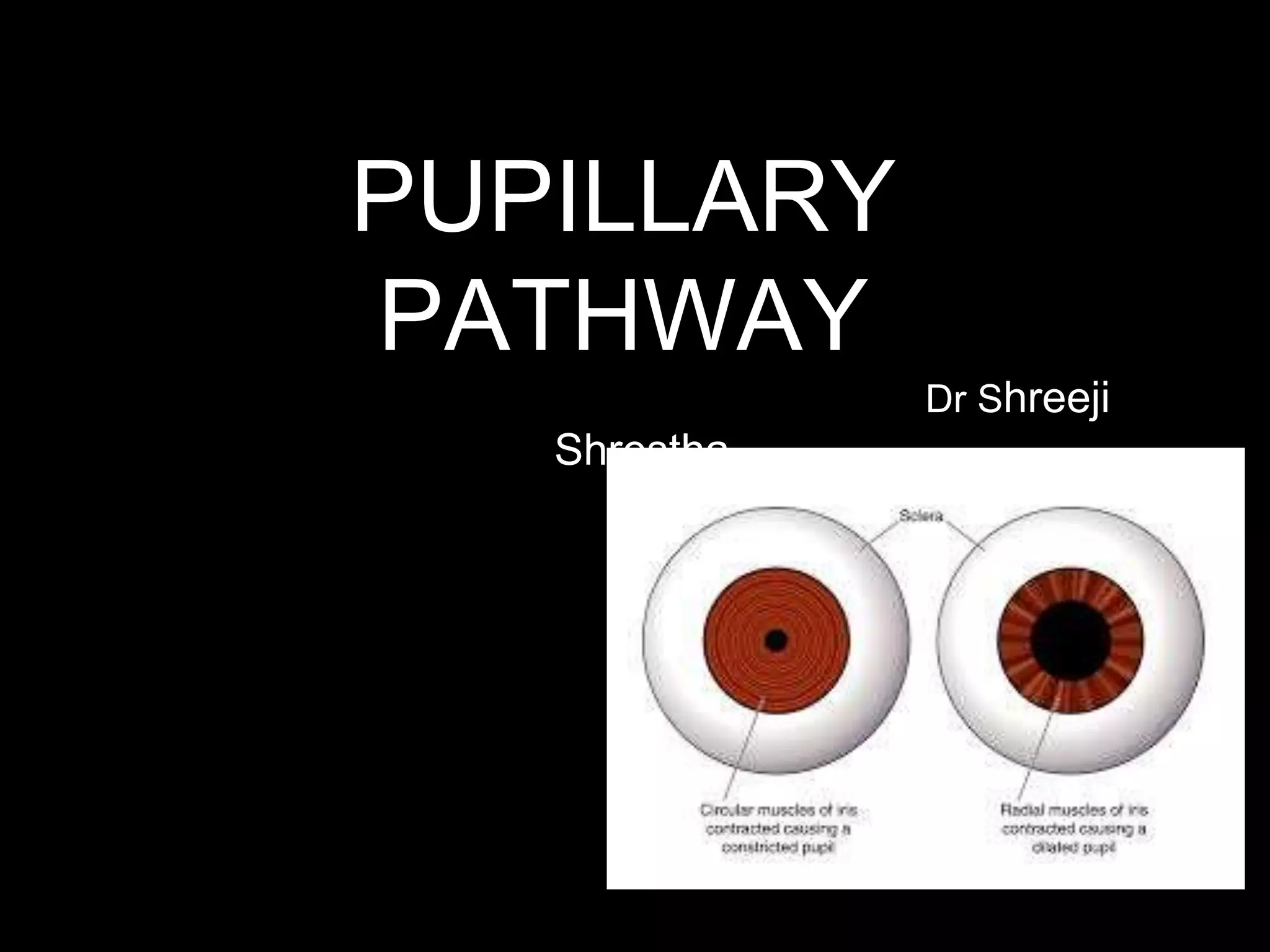Pupillary pathway and its abnormality. | PPTX