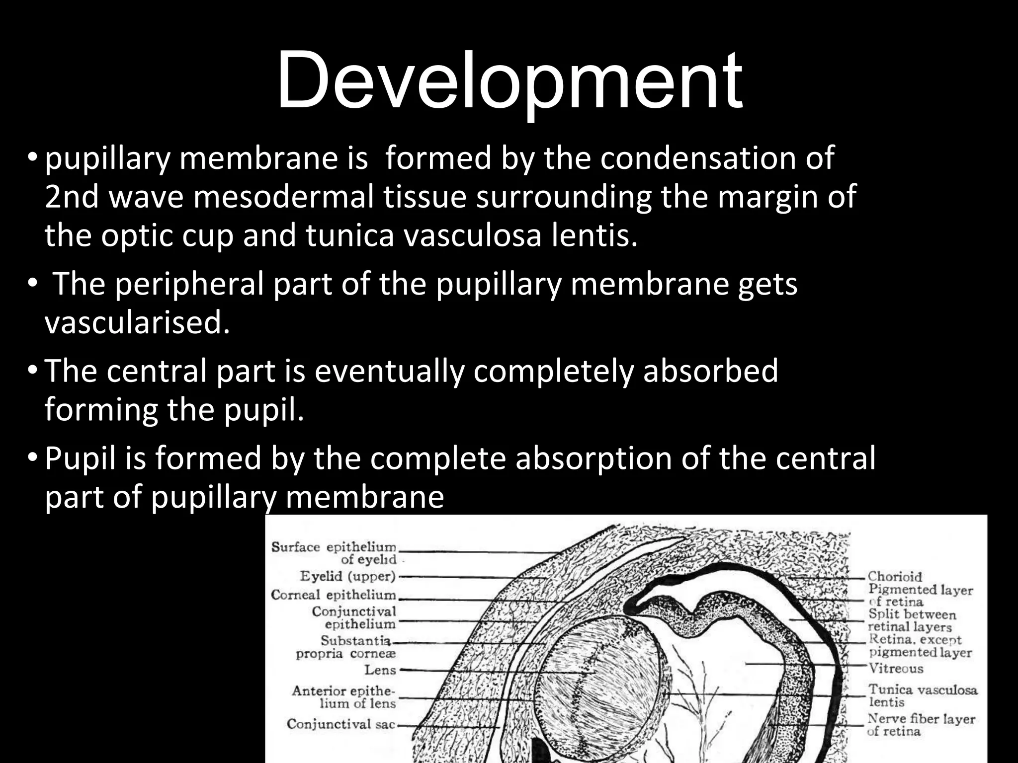 Pupillary pathway and its abnormality. | PPTX