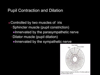 Pupillary pathway and its abnormality. | PPTX