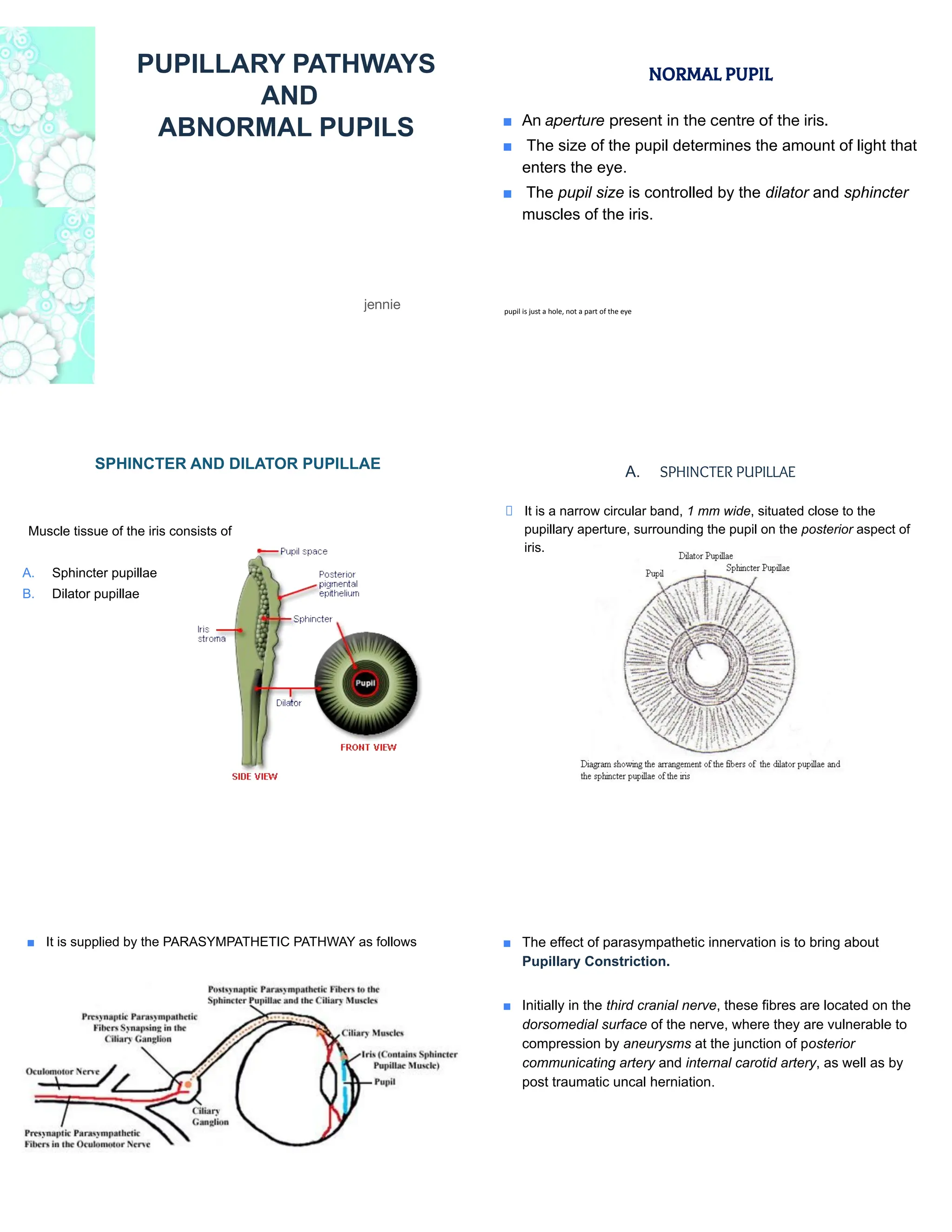 Pupillary pathway disorders. afferent efferent | PDF | Eye and Vision ...