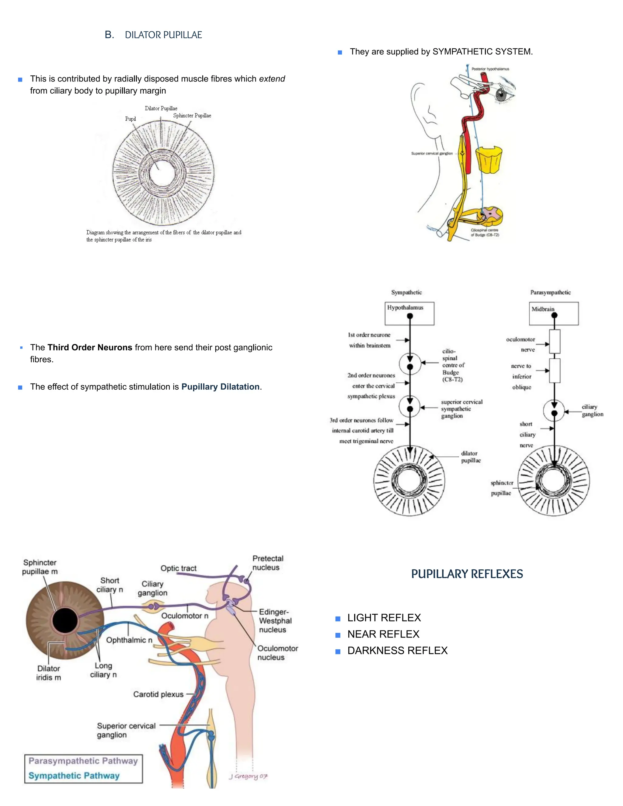 Pupillary pathway disorders. afferent efferent | PDF | Eye and Vision ...