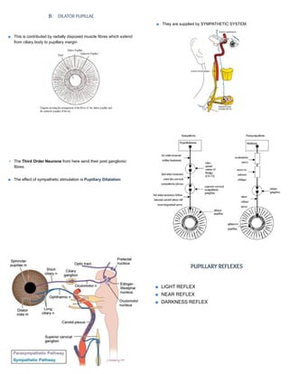Pupillary pathway disorders. afferent efferent | PDF | Eye and Vision ...
