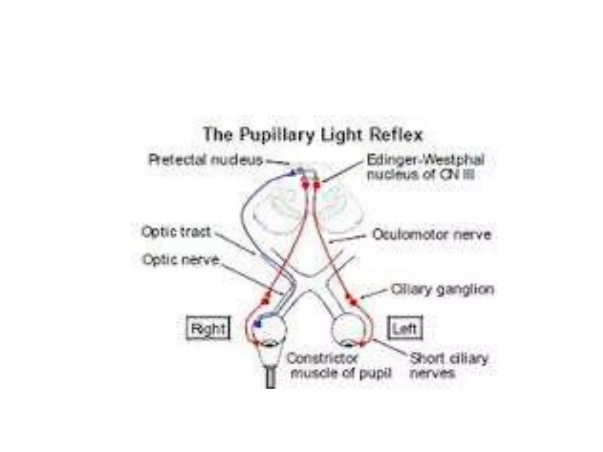 Pupillary pathway & field defects dr.k.srikanth-25.05.16