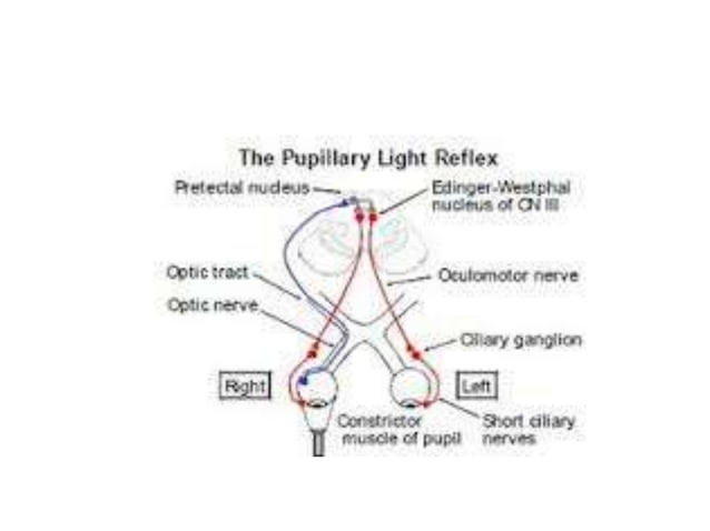 Pupillary pathway & field defects dr.k.srikanth-25.05.16