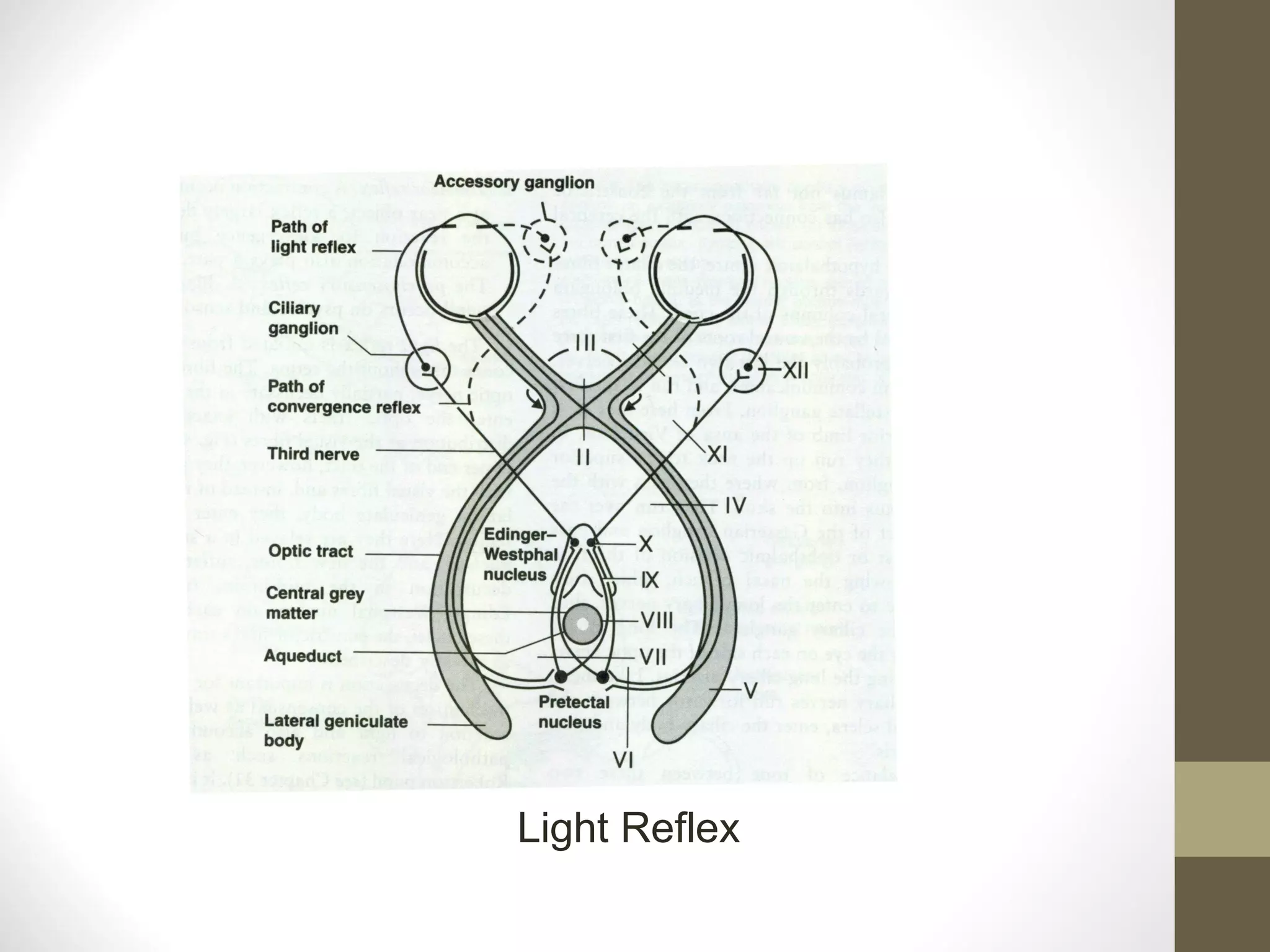 Pupillary reflexes | PPT