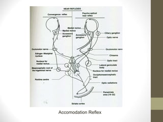 Pupillary reflexes | PPT