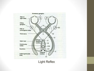 Pupillary reflexes | PPT
