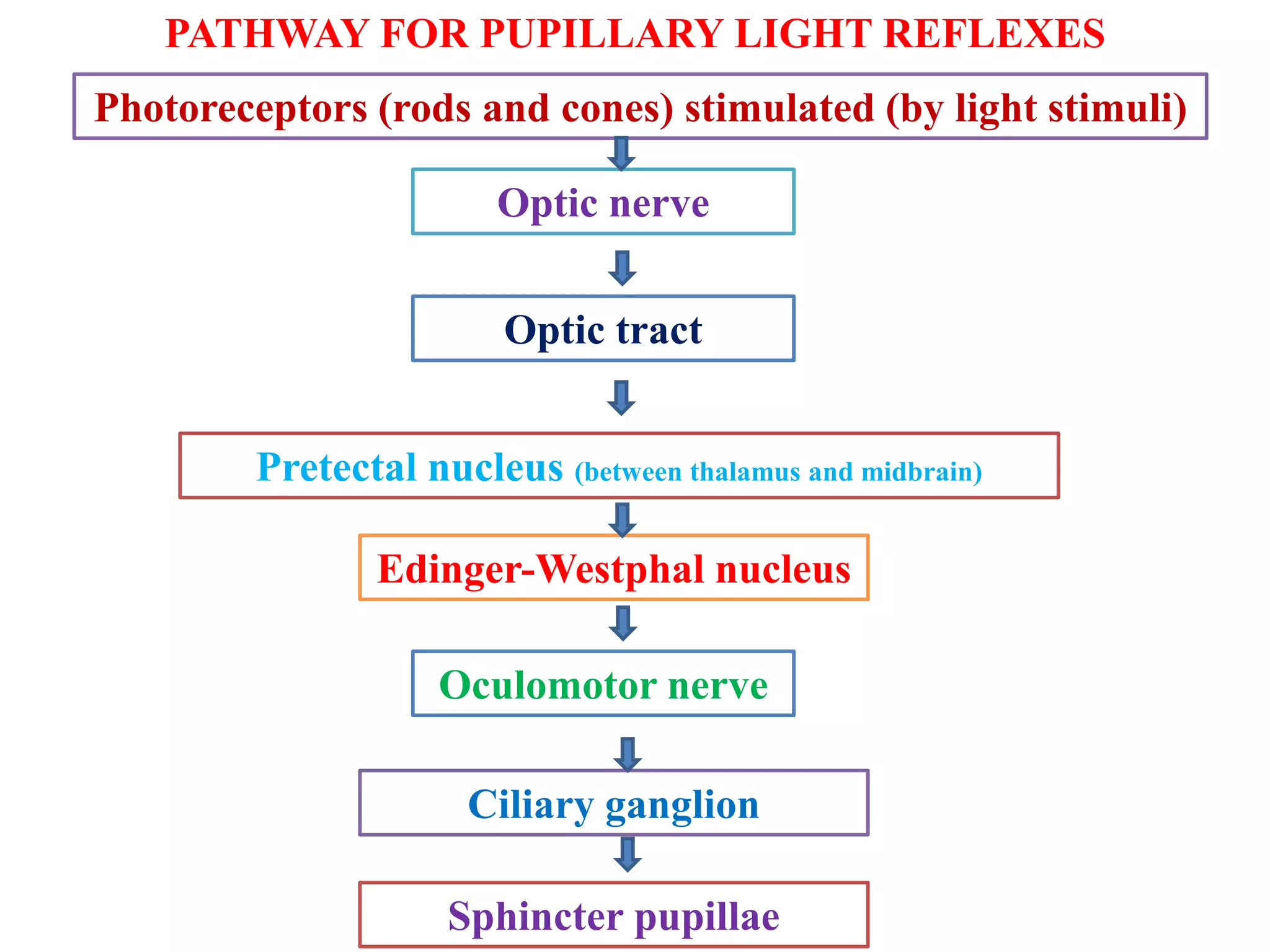 PUPILLARY REFLEXES.pptx