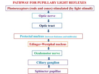 PUPILLARY REFLEXES.pptx