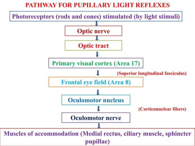 PUPILLARY REFLEXES.pptx