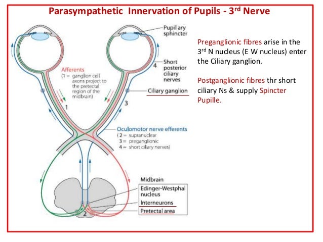 Pupils Neuroophthalmology Teaching Slides, Dr M D Mohire, Kolhapur, M…
