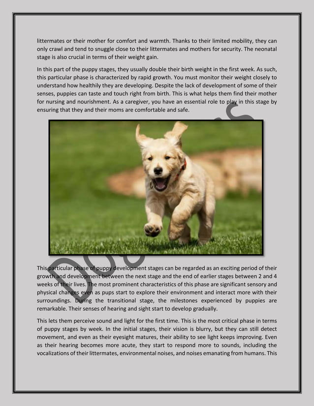 Puppy Development Stages A Comprehensive Guide to Your Puppys Growth ...
