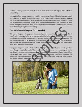Puppy Development Stages A Comprehensive Guide to Your Puppys Growth ...