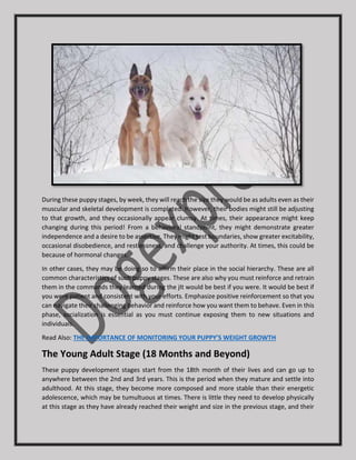 Puppy Development Stages A Comprehensive Guide to Your Puppys Growth ...