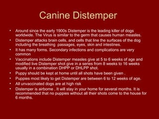 Puppy viruses | PPT