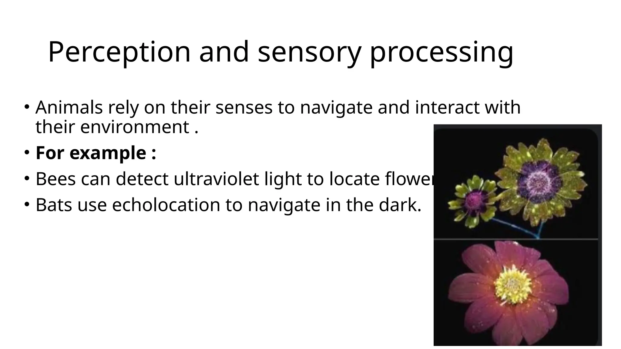 Cognition in animal behavior presentation.pptx