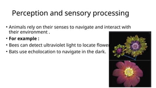 Cognition in animal behavior presentation.pptx