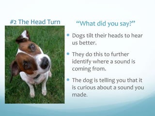 Everything you need to know about talking to dogs. | PPTX