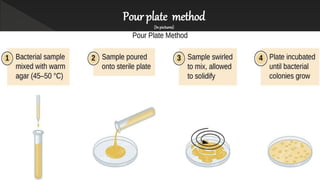 Pure culture techniques | PPTX | Biotech and Biomedical Industry ...