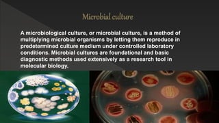 Pure culture techniques | PPTX | Biotech and Biomedical Industry ...