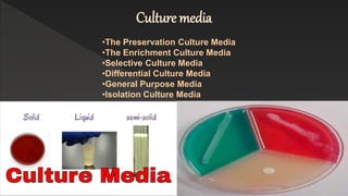 Pure culture techniques | PPTX | Biotech and Biomedical Industry ...
