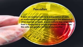 Pure culture techniques | PPTX | Biotech and Biomedical Industry ...