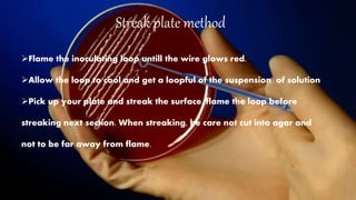 Pure culture techniques | PPTX | Biotech and Biomedical Industry ...