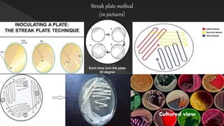 Pure culture techniques | PPTX | Biotech and Biomedical Industry ...