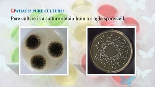 pureculturepreservation-meghali-181227111743 (1).pdf