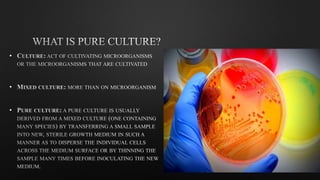 Pure culture study of yogurt | PPTX