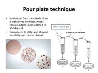 Pure culture technique | PPTX