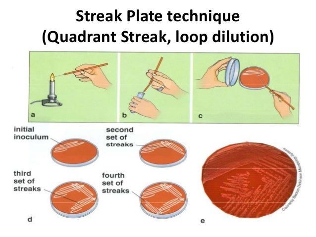 Pure culture technique
