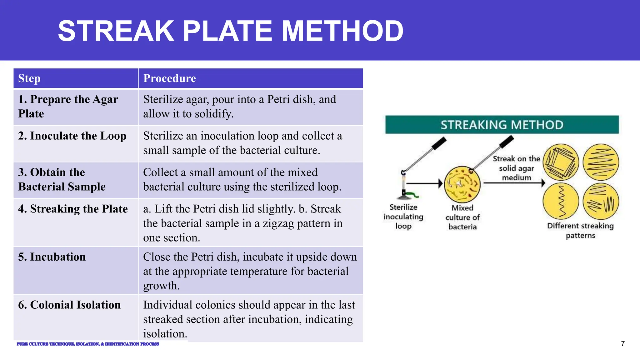 PURE CULTURE TECHNIQUE ISOLATION AND IDENTIFICATION PROCESS .pptx