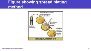 PURE CULTURE TECHNIQUE ISOLATION AND IDENTIFICATION PROCESS .pptx