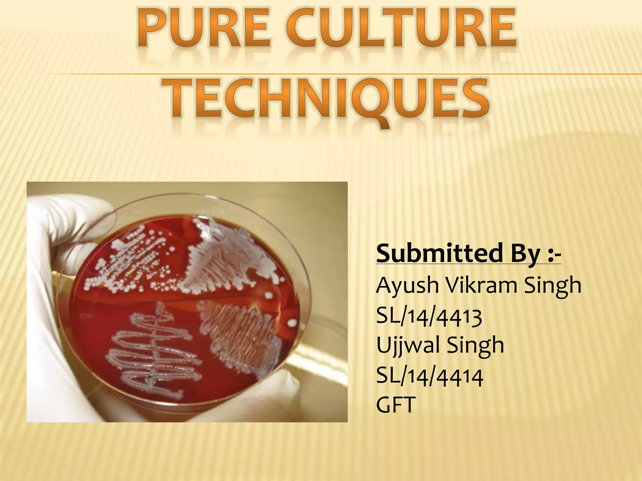 Pure culture techniques | PPTX