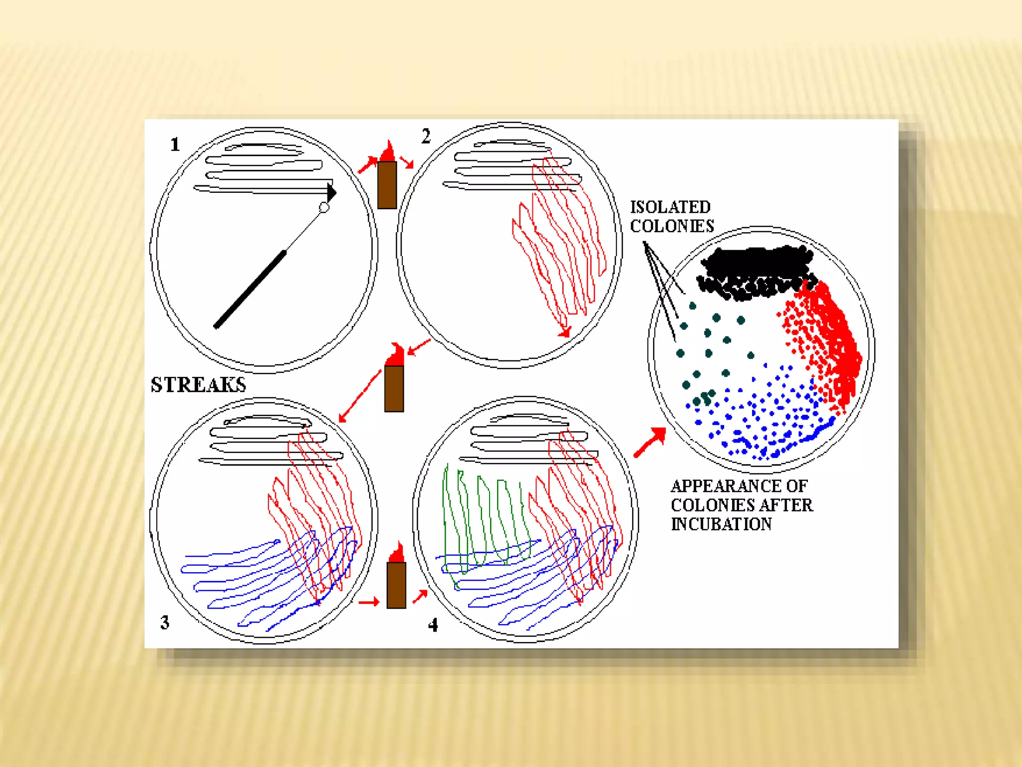 Pure culture techniques | PPTX