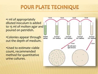 Pure culture techniques | PPTX